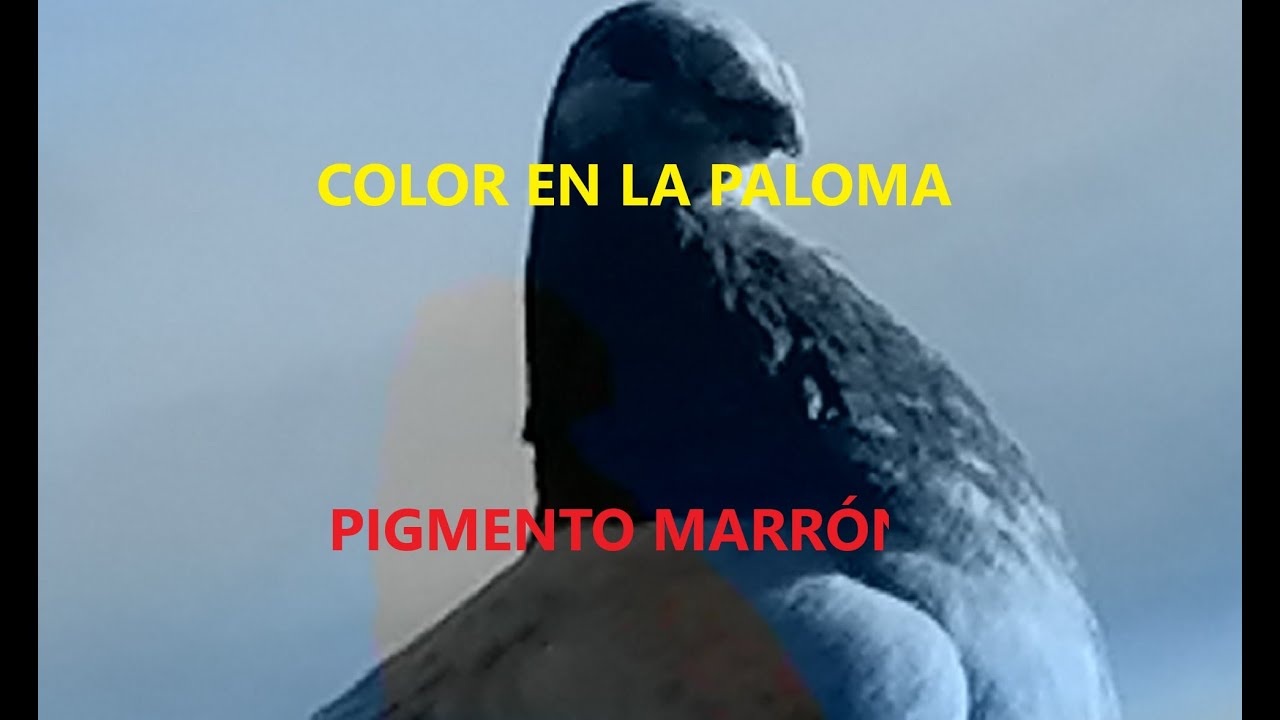 Color en las Palomas Pigmento Marrón. - YouTube