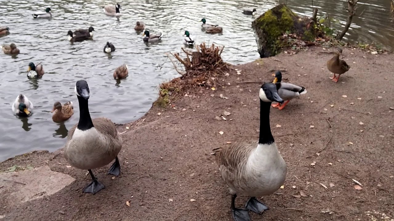 Wild Germany. Canada geese attack vs. ducks fight! - YouTube