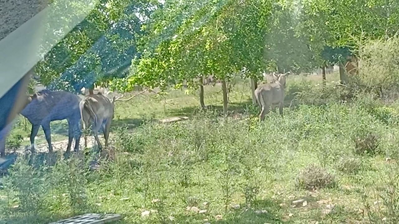 Animal of jangal forast cow now come into arban ..jangli janwar ghumte ...
