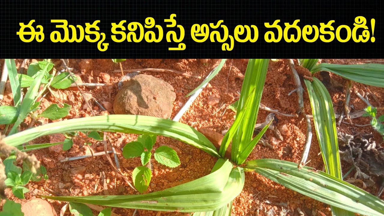 ఈ మొక్క కనిపిస్తే అస్సలు వదలకండి #Nela thadi#ammammamaata#vijayalakshmi ...