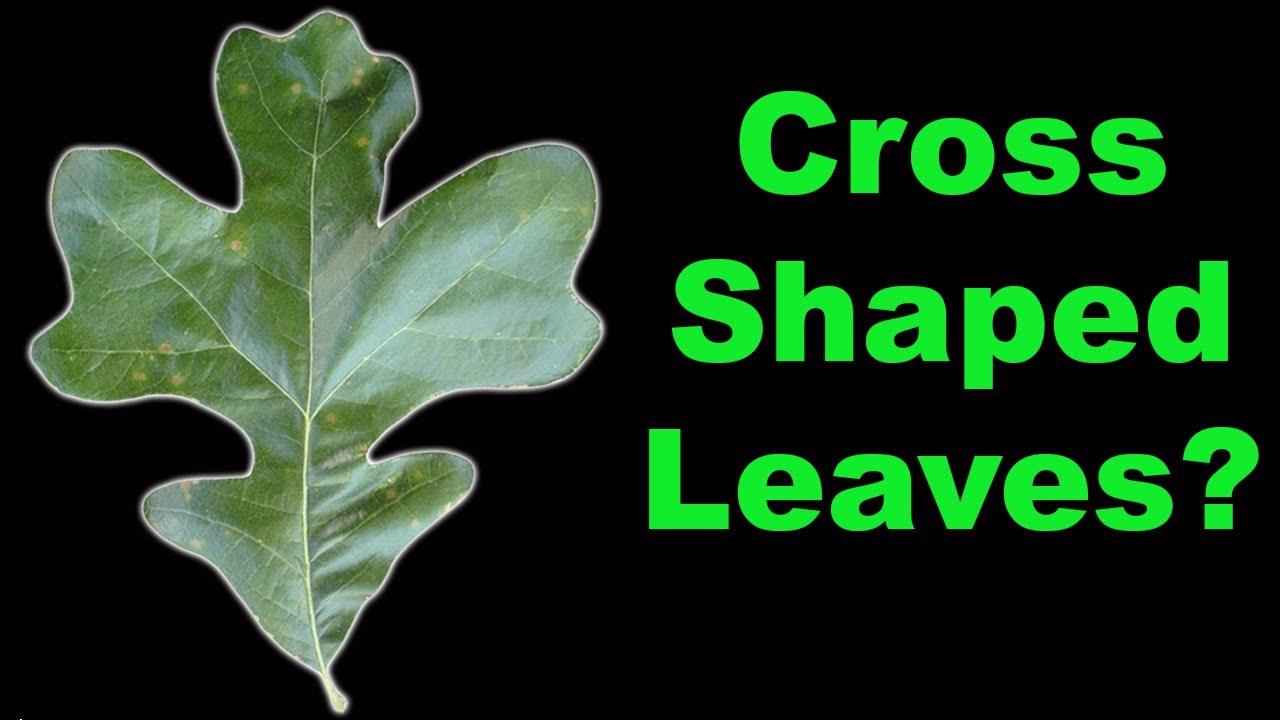Become an EXPERT on Post Oak in Under 5 Minutes! - YouTube