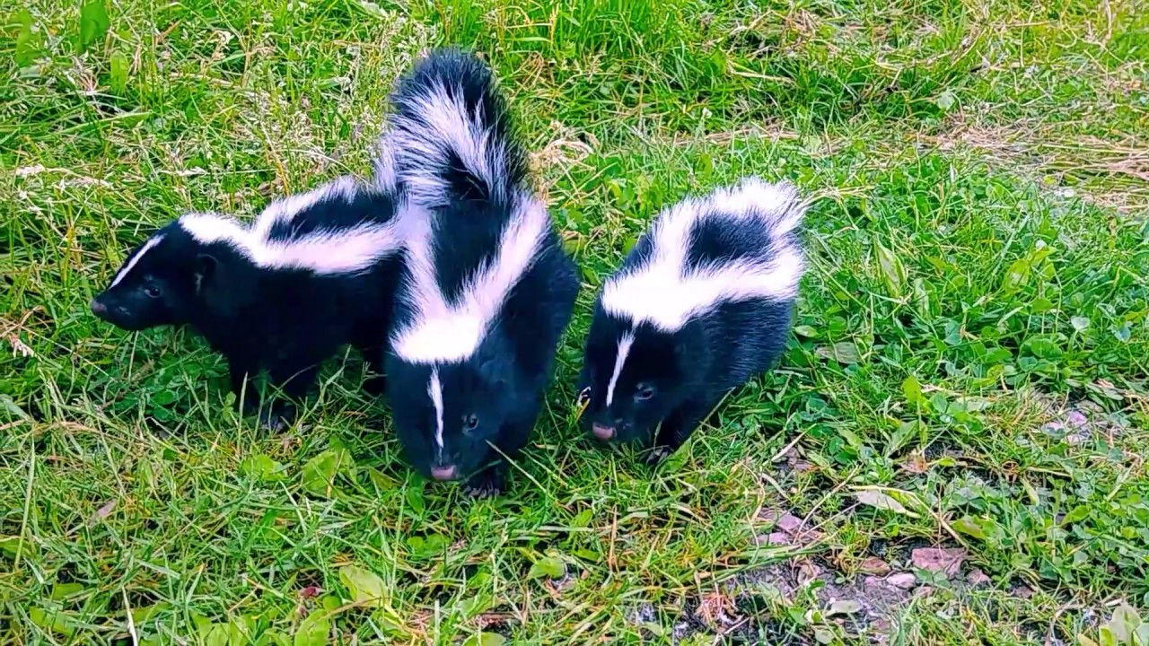 Kittens Play With Baby Skunks - YouTube