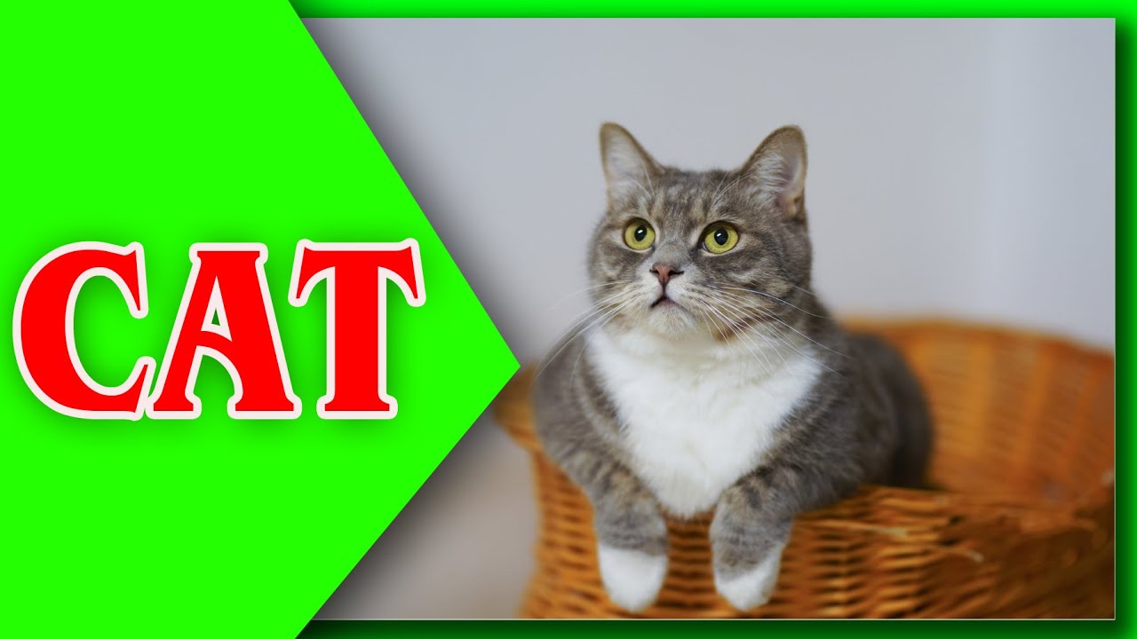 Cat videos for kids | cats | cat video | cat funny videos | Educational ...