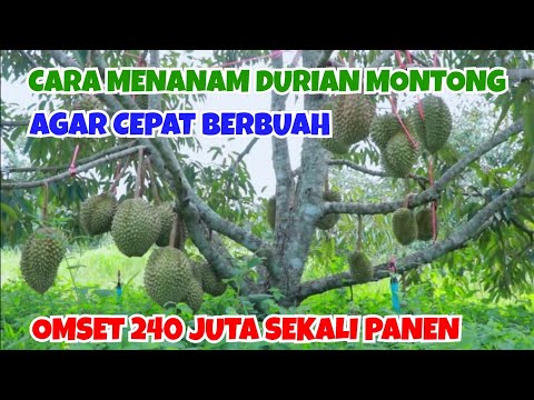 CARA MENANAM DURIAN MONTONG, AGAR CEPAT BERBUAH || OMSET 240 JUTA SEKALI PANEN