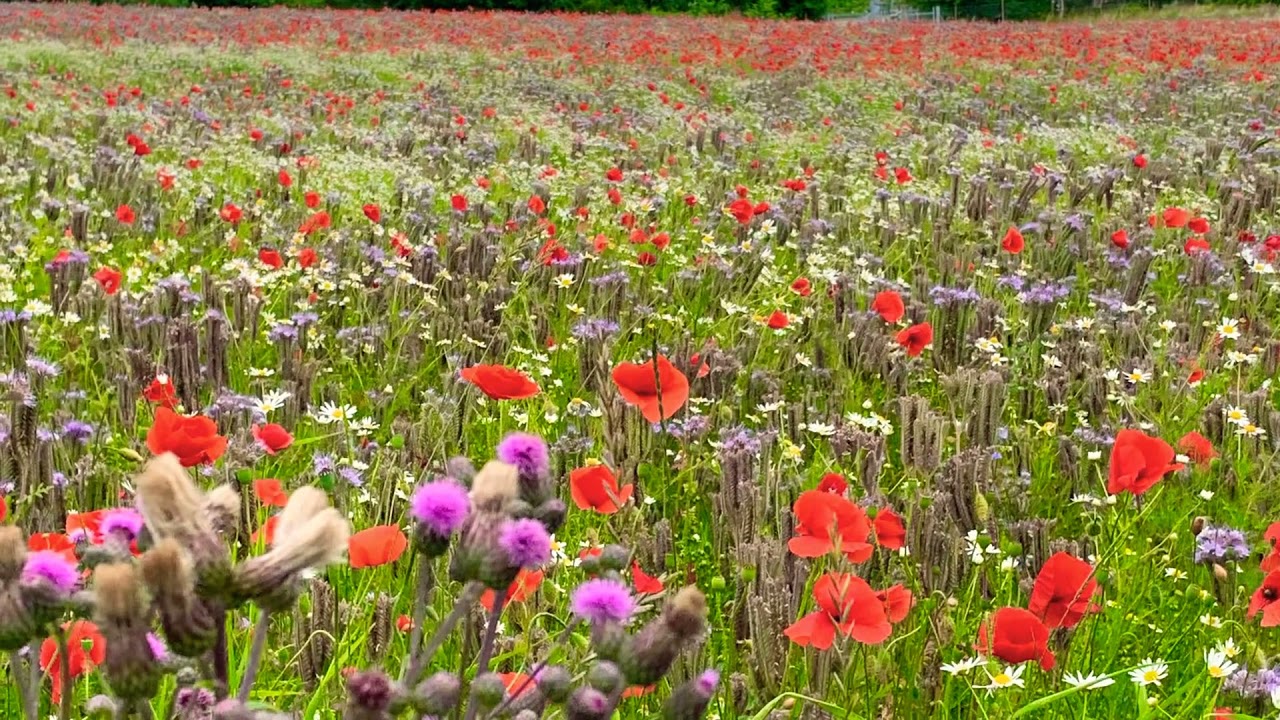 BEAUTIFUL WILD FLOWERS IN ASSENS - YouTube