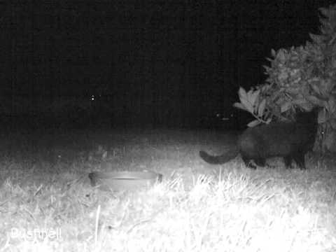 fox chasing cat - YouTube