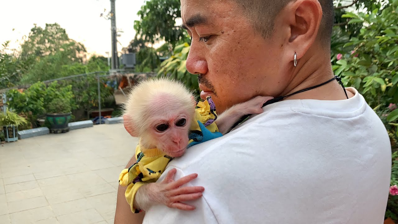 Unbelievable ! Monkey Luk hugged dad tightly afraid he would leave ...