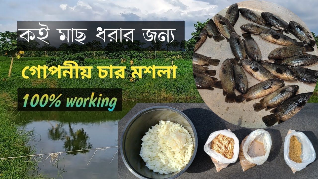 koi macher char banano // কৈ মাছকে বসে আনবার জন্য পাগল করা একটি চার ...