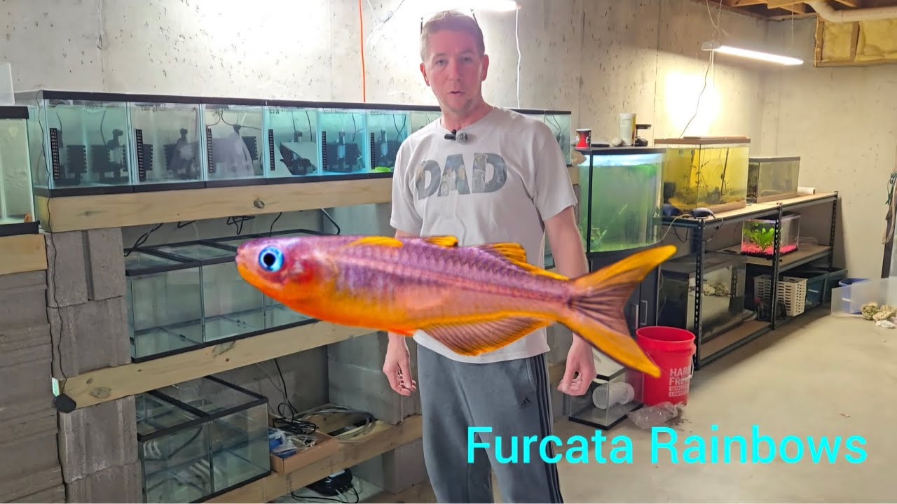 EASY Way to Breed Rainbow Fish! - YouTube