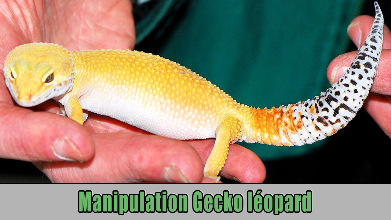 MANIPULATION DU GECKO LEOPARD - TUTO EUBLEPHARIS - YouTube