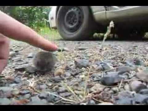 Baby Shrew? - YouTube