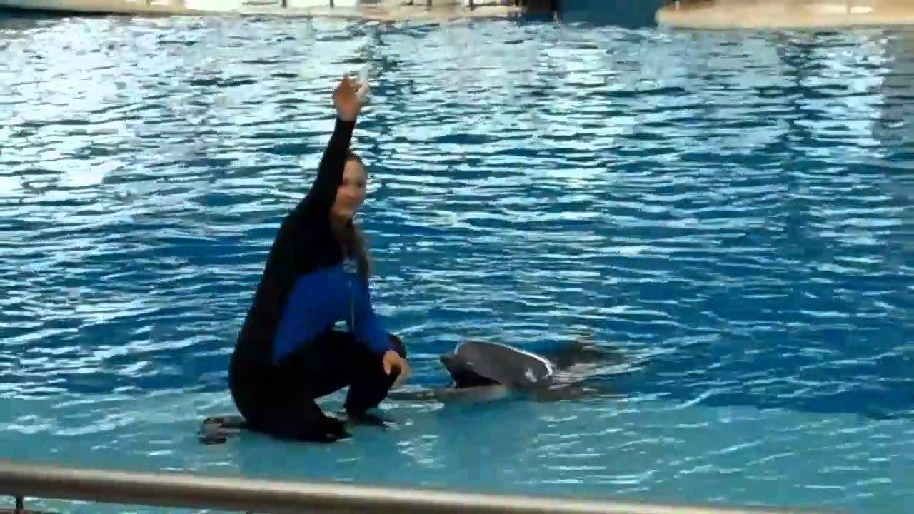 Dolphin Sounds and Sneeze - YouTube