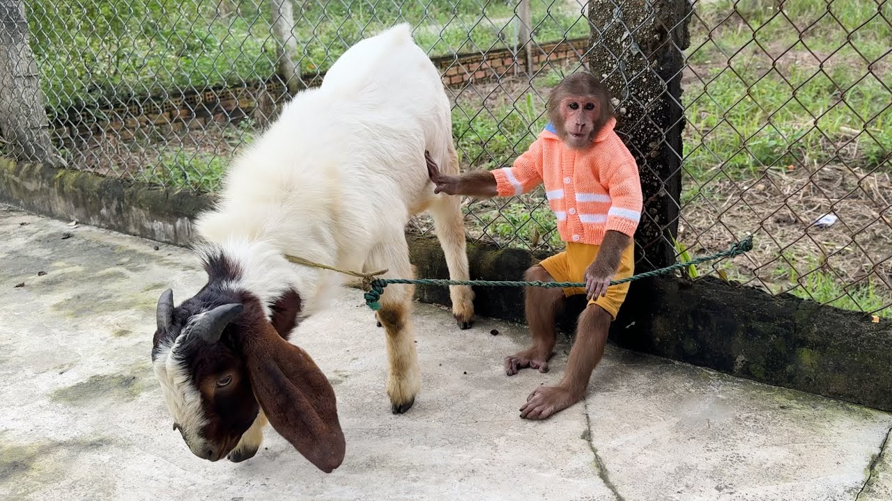Burst into tears😥 Love story between monkey and goat moves everyone who ...