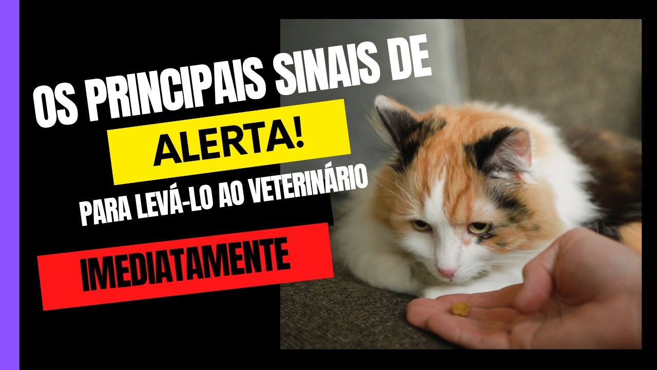 COMO SABER SE O GATO ESTÁ DOENTE E OS SINTOMAS #gatinhos #curiosidade ...