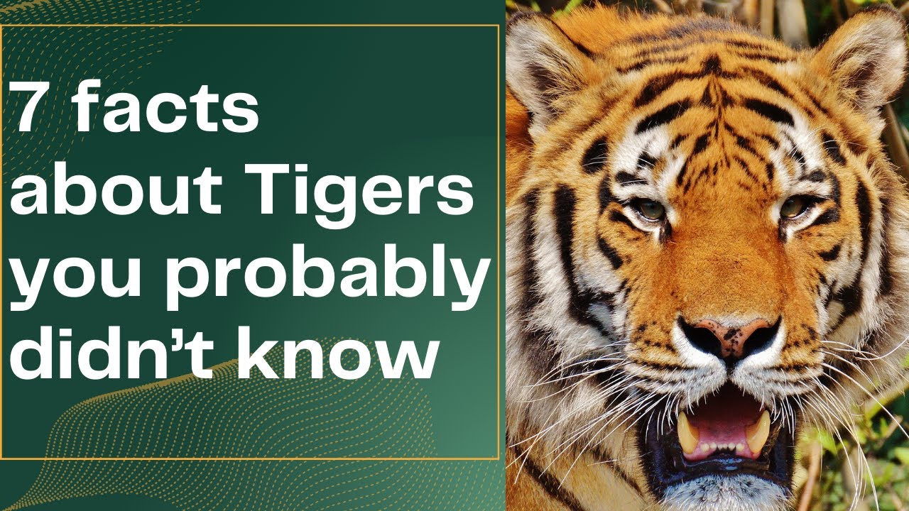 7 facts about Tigers you probably didn't know - YouTube