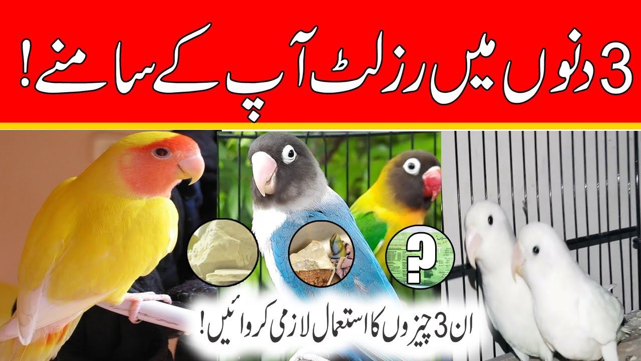 love birds breeding in 3 days || Best Breeding Tips || Love birds ...