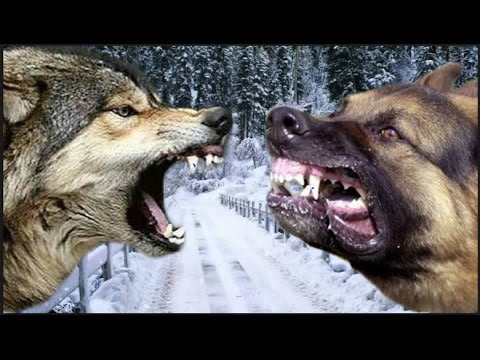 German Shepherd vs Wolf - Who would Win in a Fight? - YouTube