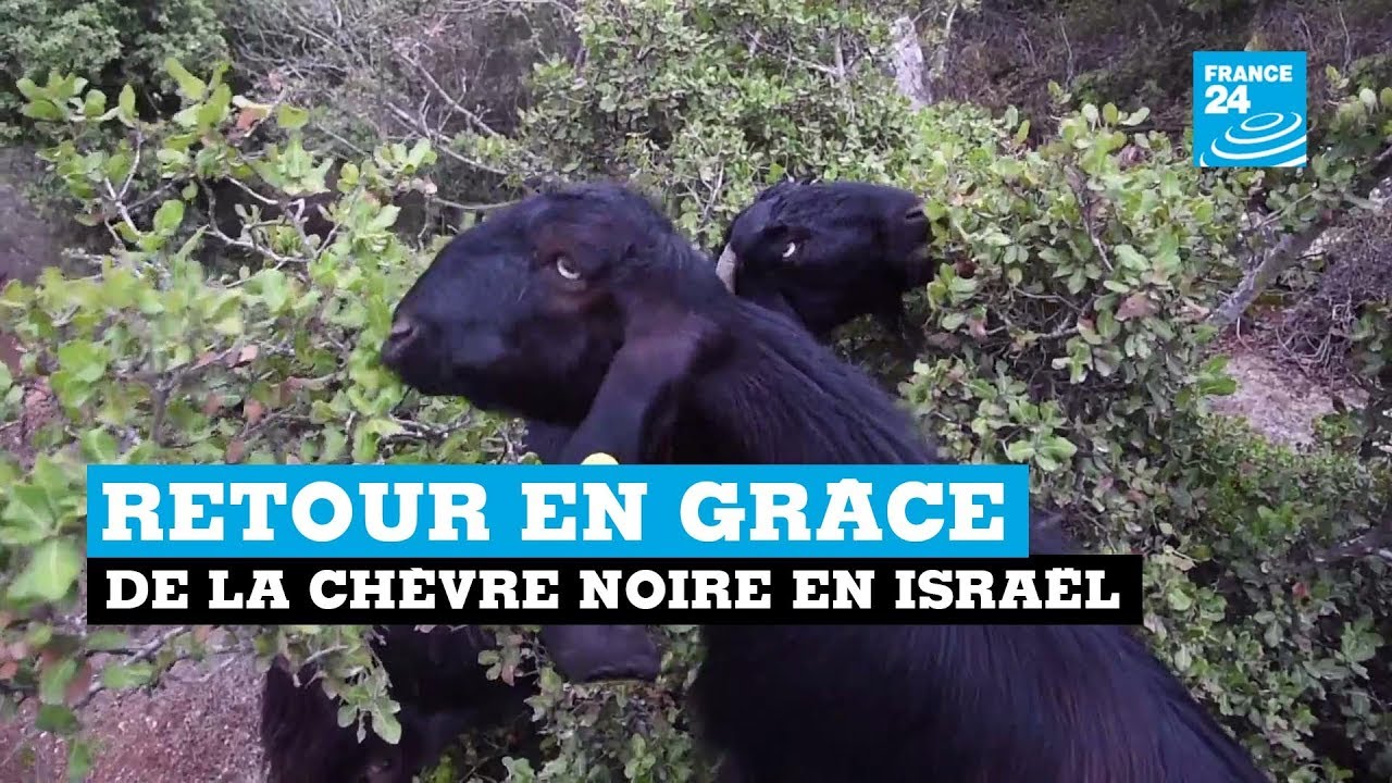 Retour en grâce de la chèvre noire en Israël - YouTube