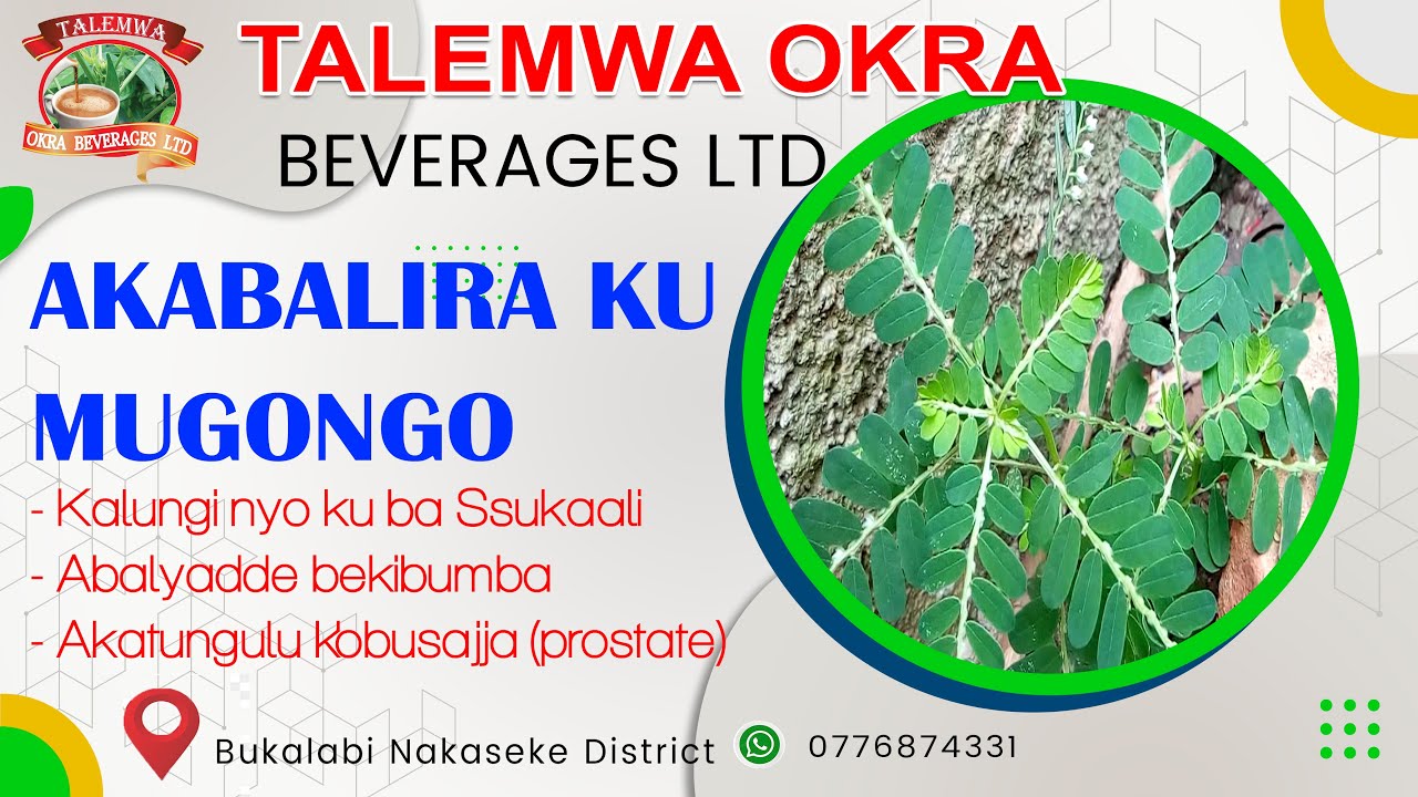 AKABALIRA KUMUGONGO EKITUNDU EKY'OKUSATU - YouTube