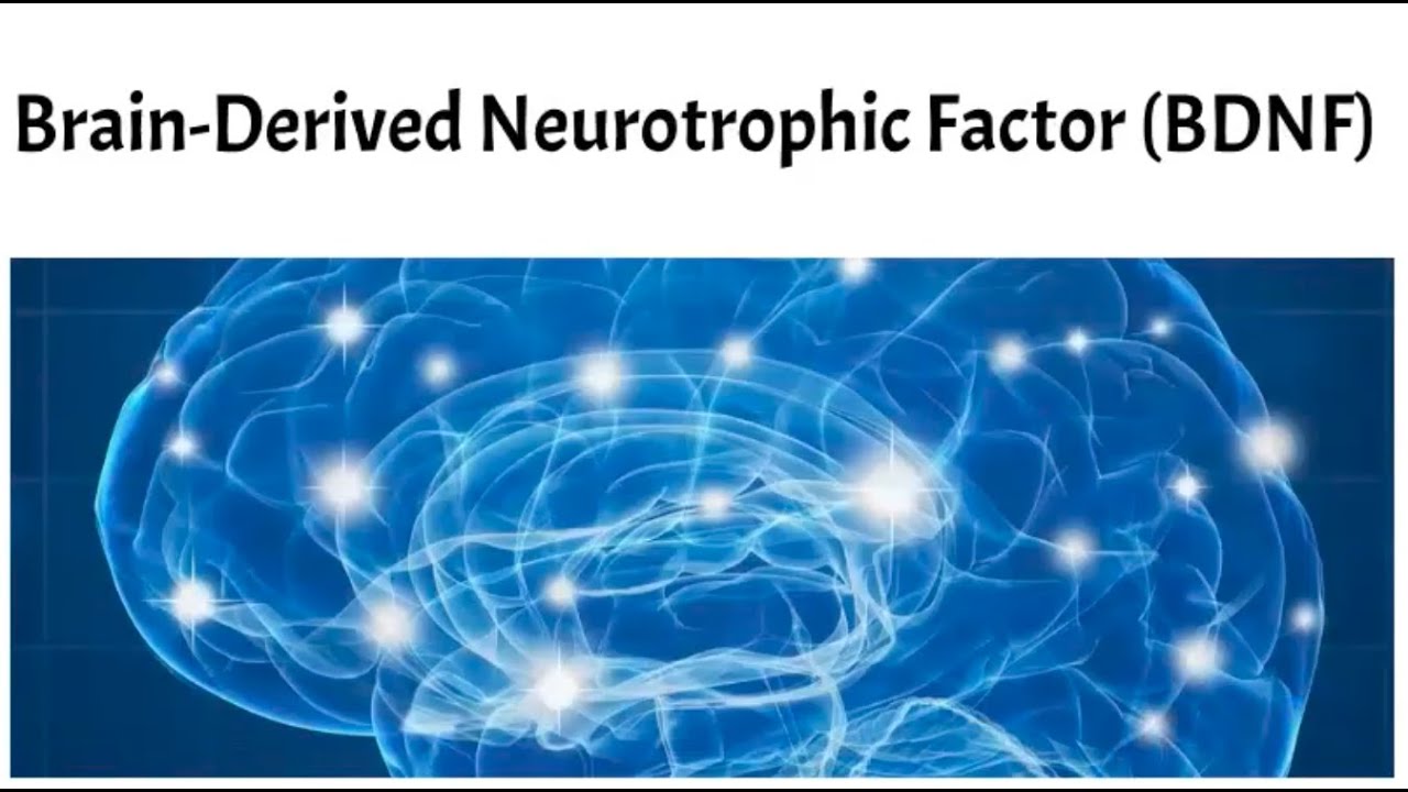 What is BDNF? - YouTube