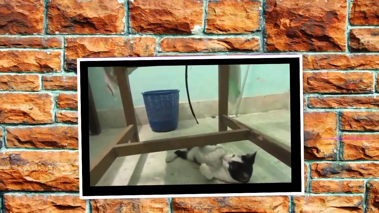 New Funny cats hilarious - Funny cats running away - Funny cats - YouTube