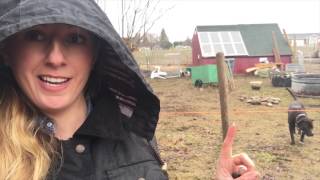 how to build a garden gate with chicken wire - Woodworking Challenge