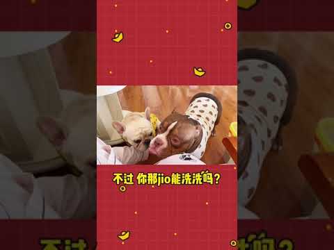 Funny pets so cute #28