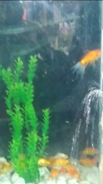 🐠🐋🐟Fish tank damaged, water leaking, fish aquarium#magimanjal - YouTube