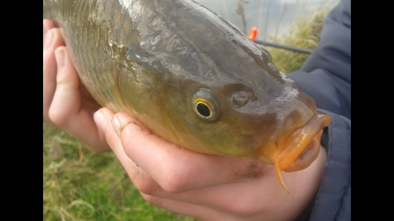 float fishing for carp and roach at massingham 10 - YouTube