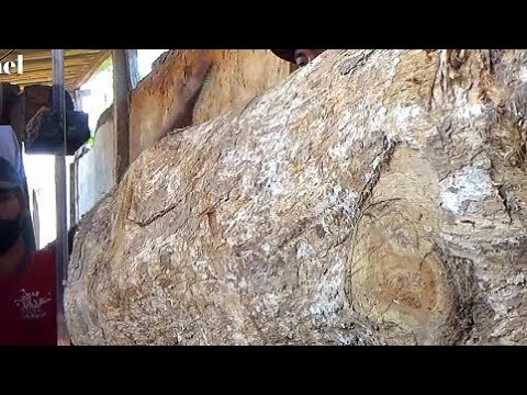 testere makinesi operatöründen çıkarılan gizli kod | kereste fabrikası