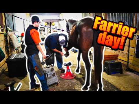 A Day with the Farrier: Rounding Up Horses & Getting Everyone Shod