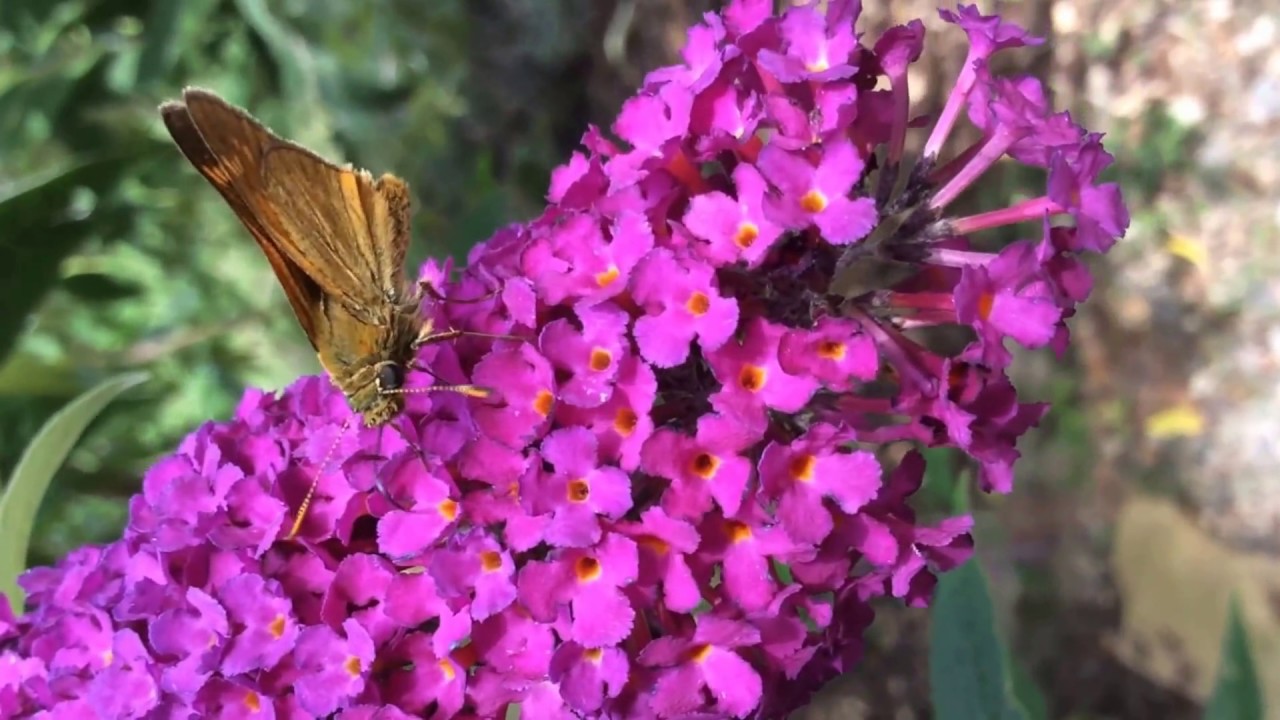 La planta de las mariposas - YouTube