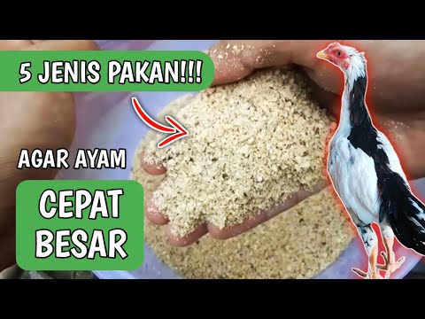 5 JENIS MAKANAN AYAM KAMPUNG AGAR CEPAT BESAR