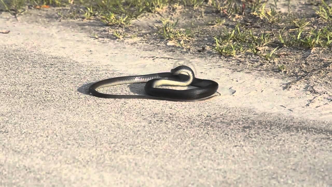 Snake Drop the Bass - YouTube