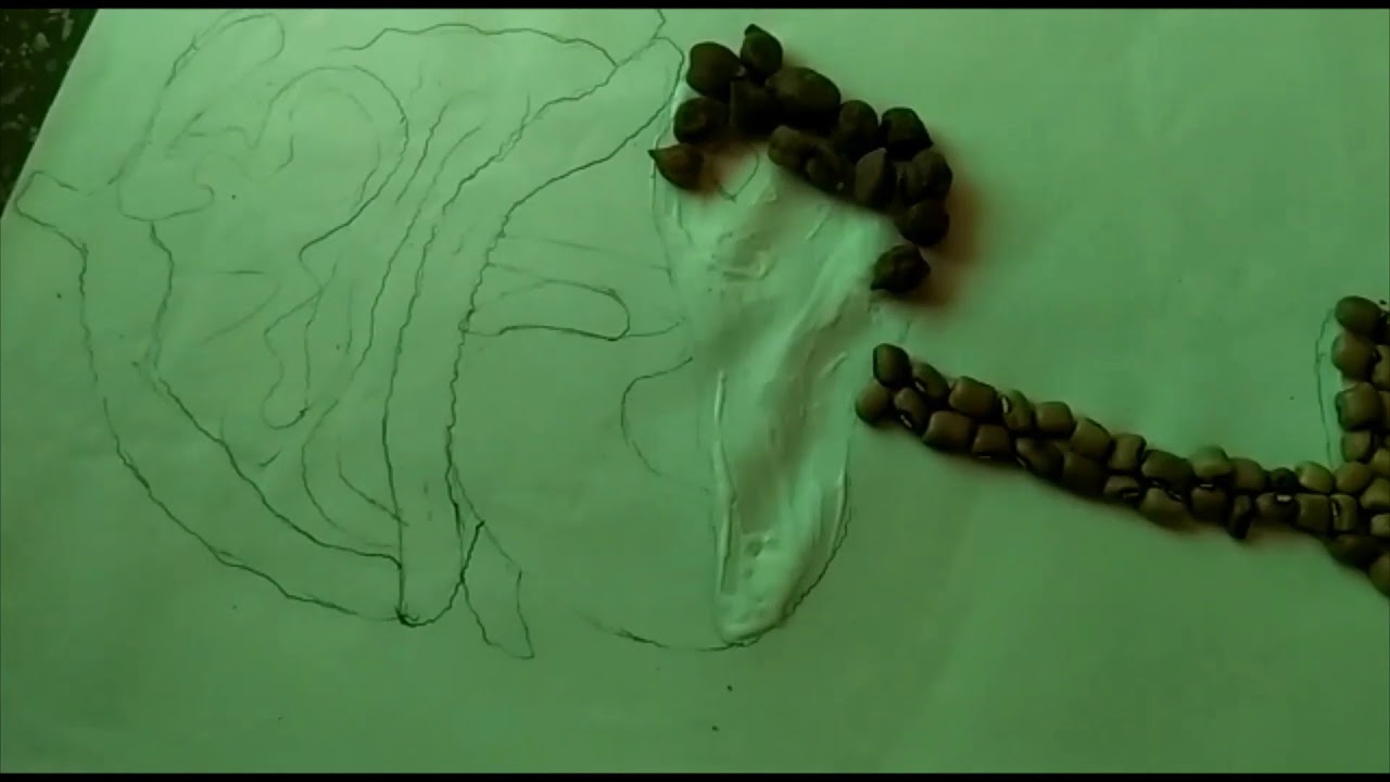 How to make digestive system model with seeds - YouTube