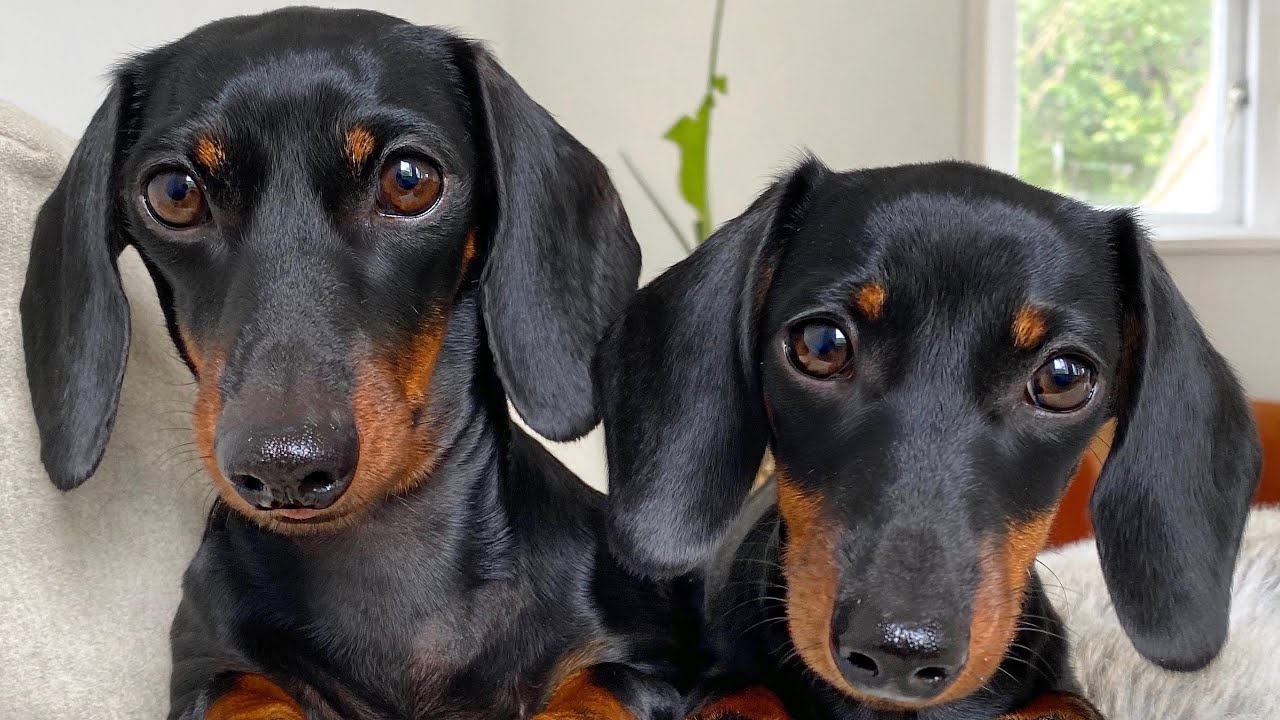 Loulou & Coco are playing together |Mother and daughter dachshunds ...