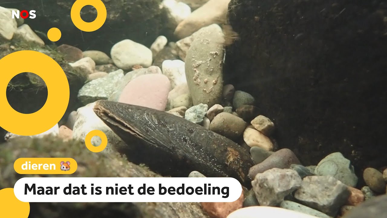 Iedereen wil de parel van deze bedreigde mossel - YouTube
