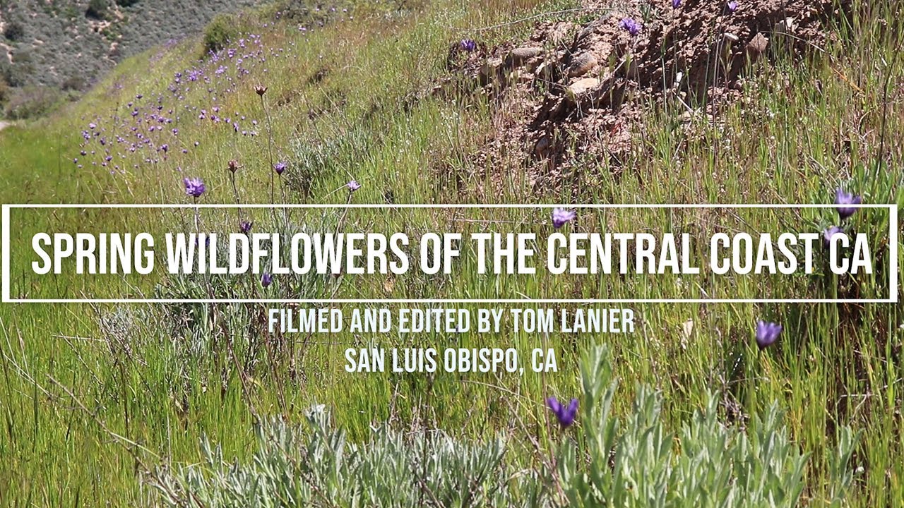 Spring Wildflowers of the Central Coast California - YouTube
