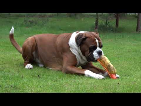 Cutest Boxers Playing Together! 😍 - YouTube