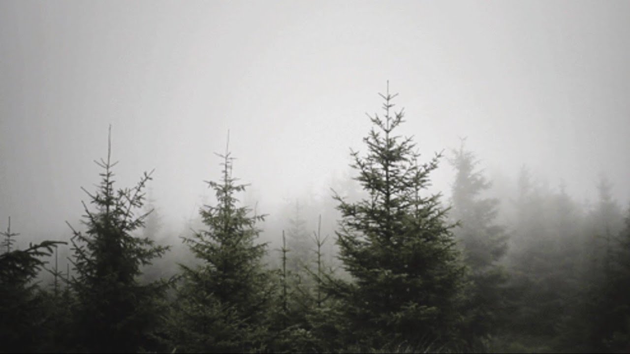 Forest Harmony: Peaceful Pines - YouTube