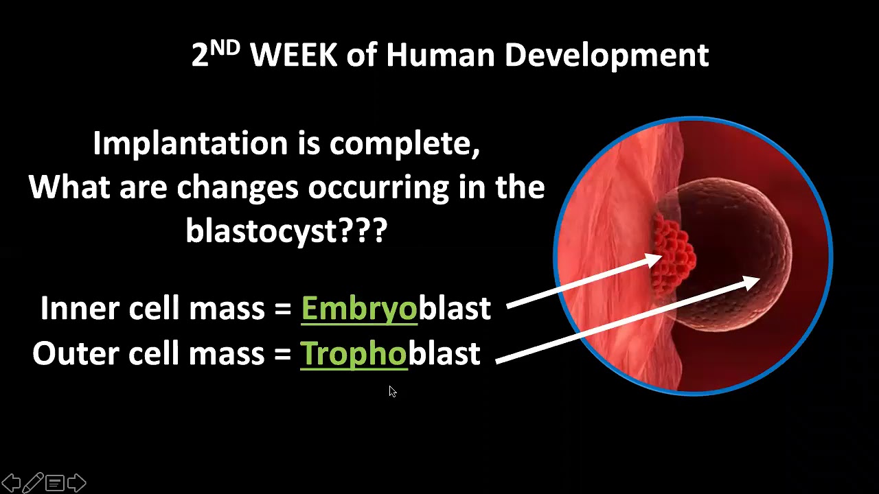 2nd and 3rd week of Human development Part1 on zoom 0 - YouTube