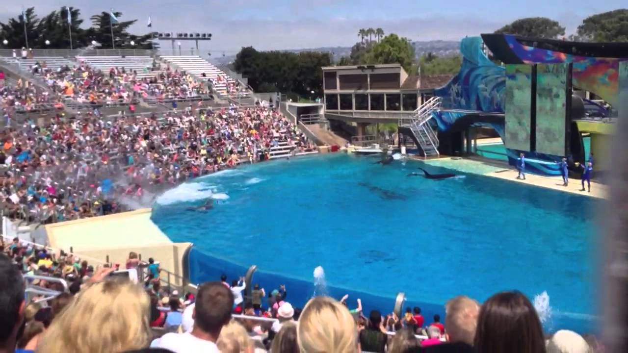 Sea World One Ocean Show Pt. 2 - YouTube