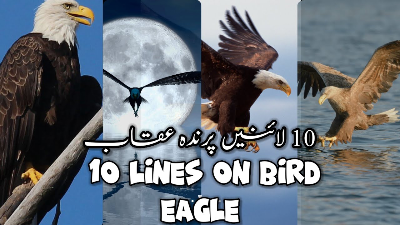 10lines My Favourite Bird Eagle /Short Paragraph on Bird Eagle ...