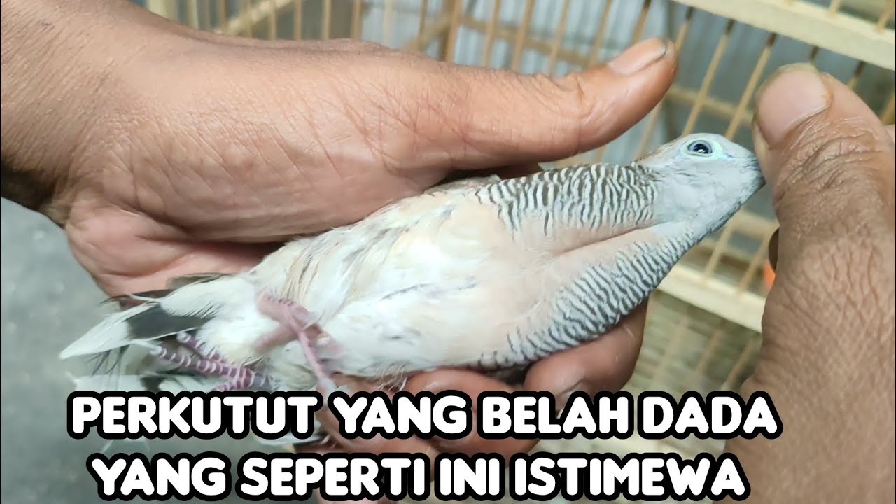 PERKUTUT YANG BELAH DADA YANG SEPERTI INI ISTIMEWA - YouTube