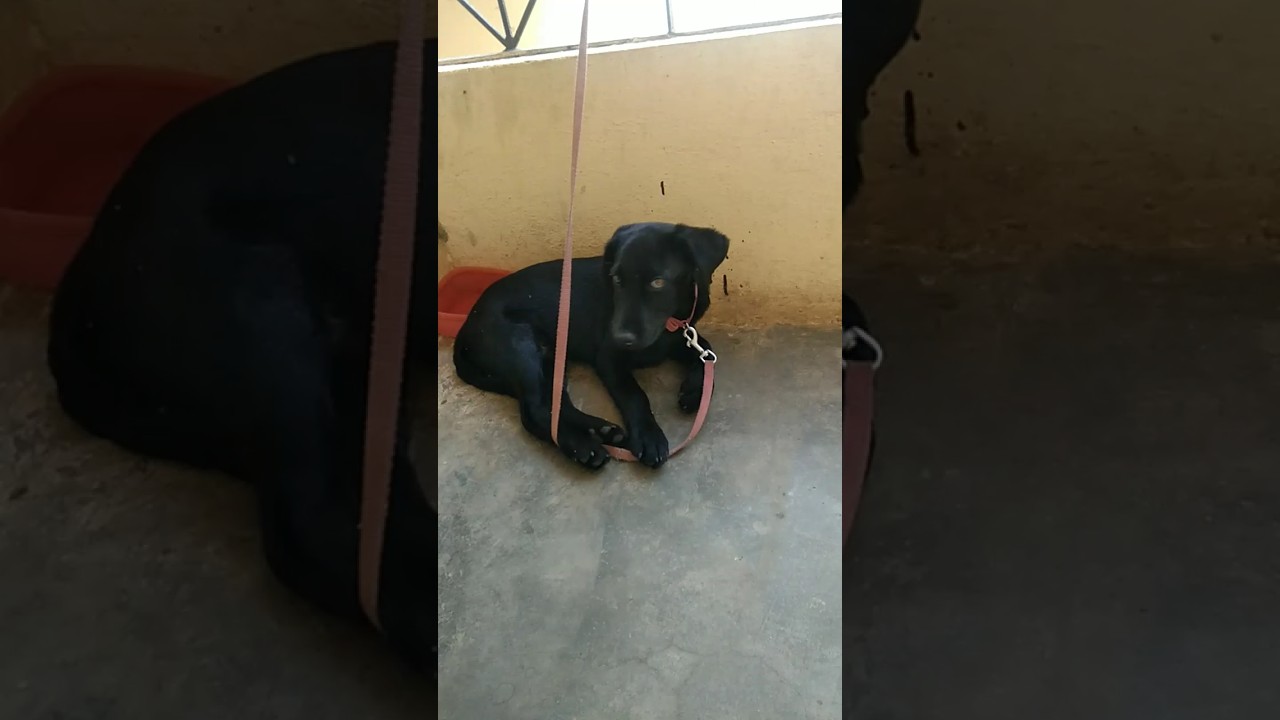 dabar man dog - YouTube