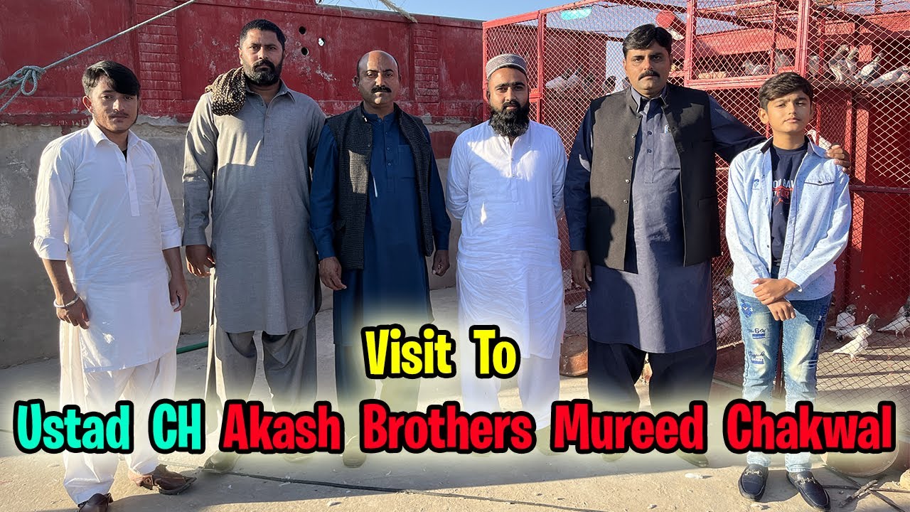 Visit To Ustad CH Akash Brothers Mureed Chakwal 😍 | Numberdar Pigeons🕊 ...