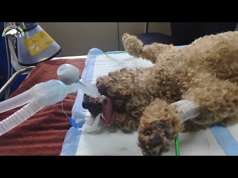 Pet Choking Alarm Veterinary Dog Cat Apnea Sensor Anesthesia Breathing ...