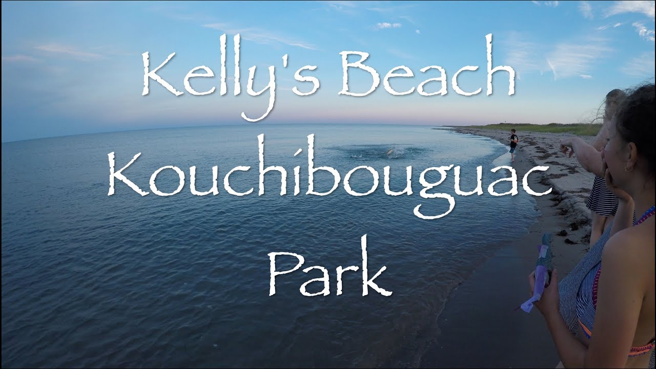 Bass and Seals at Kellys Beach - YouTube