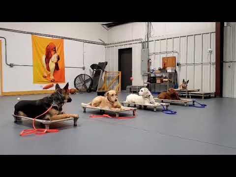 Asheville Dog Academy - Impulse Control Training Group of Dogs
