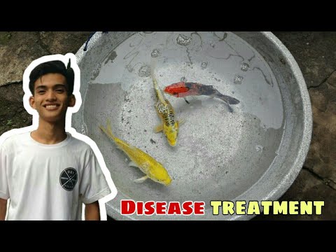 Treat for Koi to Avoid (WORMS,PARASITES FISH LICE) - YouTube